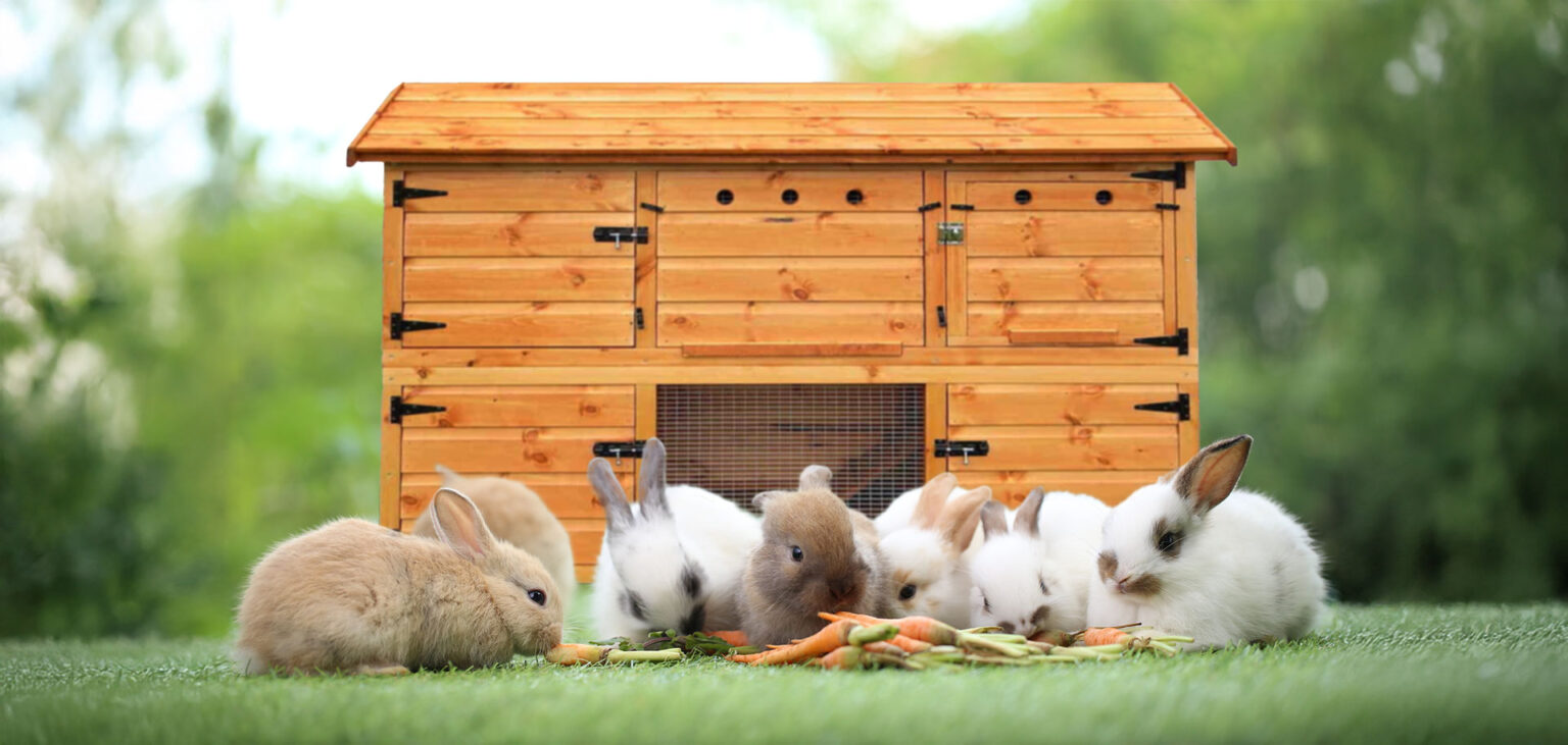 6ft Giant Rabbit Hutch Archives | Garden Woodcraft